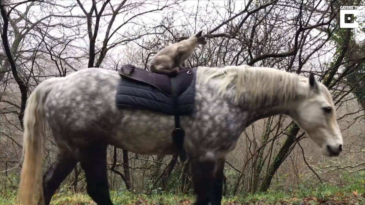 Horse-Riding Cat Enjoys a Country Stroll on the Back of Best Friend ...