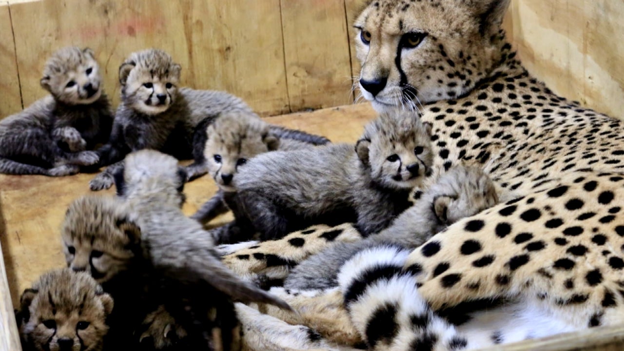 Cheetah's an Octomom After Giving Birth to Record 8 Cubs | Inside Edition