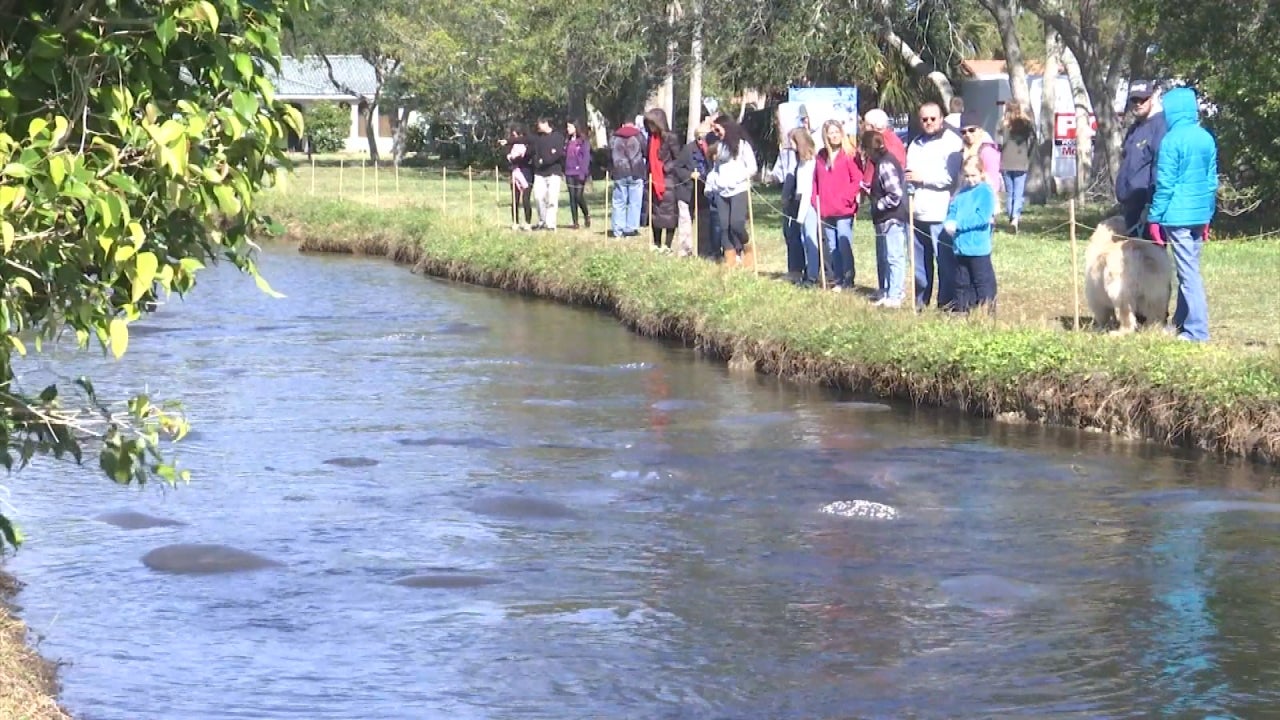 Manatees Cuddle Together to Keep Warm in Frigid Temperatures | Inside ...