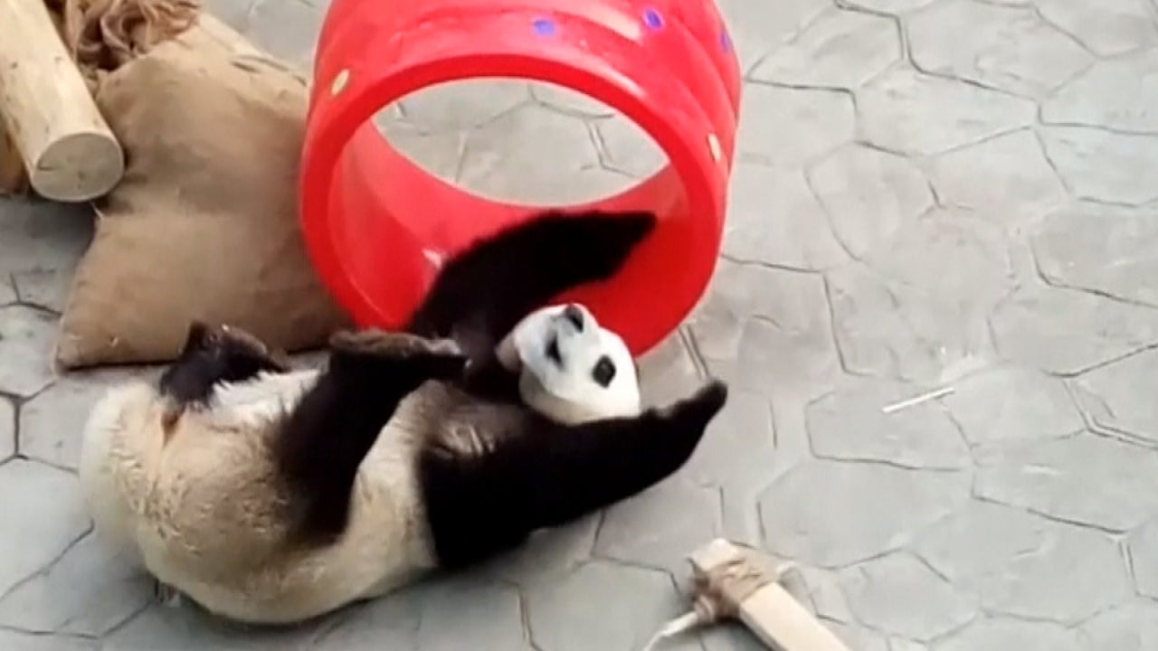 Panda Is Captivated by His New Toy as He Plays in His Enclosure ...