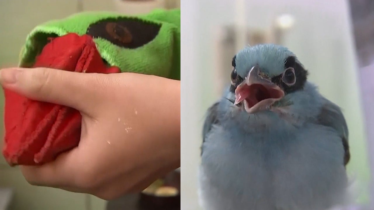 Why This Zoo Uses a Puppet to Feed Rescued Baby Chick | Inside Edition