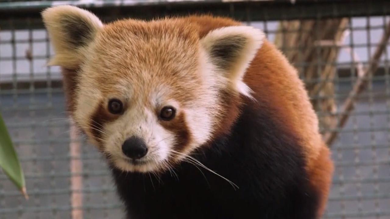 Feisty Red Pandas Get Swank New Digs | Inside Edition