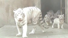 white tigers playing