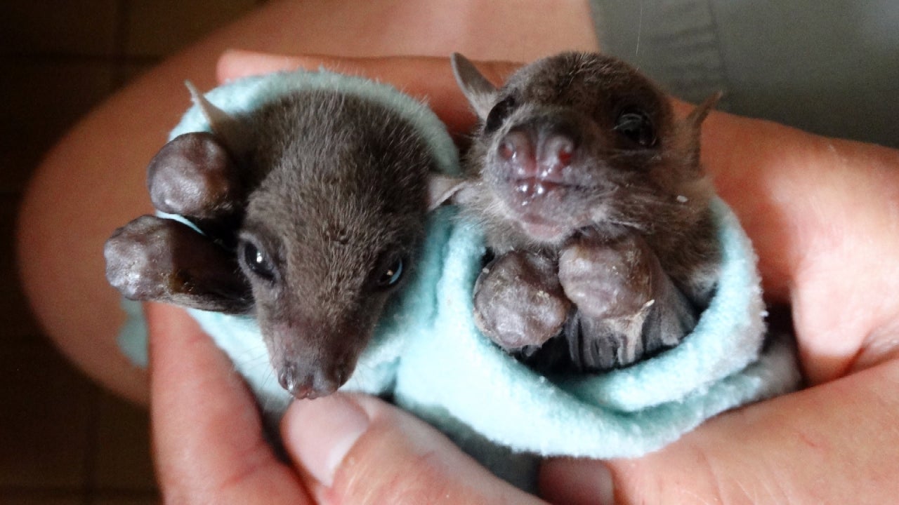 Orphaned Baby Bats Named Bruce and Wayne Cuddle While Making Faces at ...