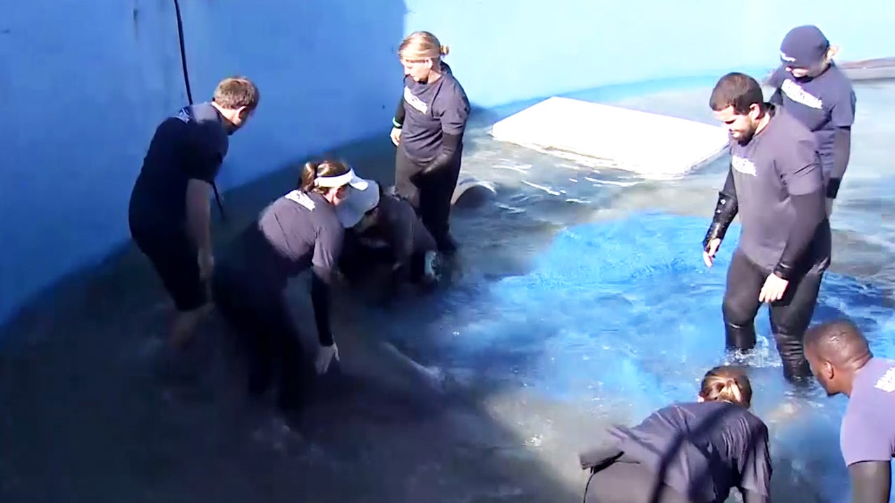 Manatee Injured in Boat Strike Ready to Return to the Sea | Inside Edition