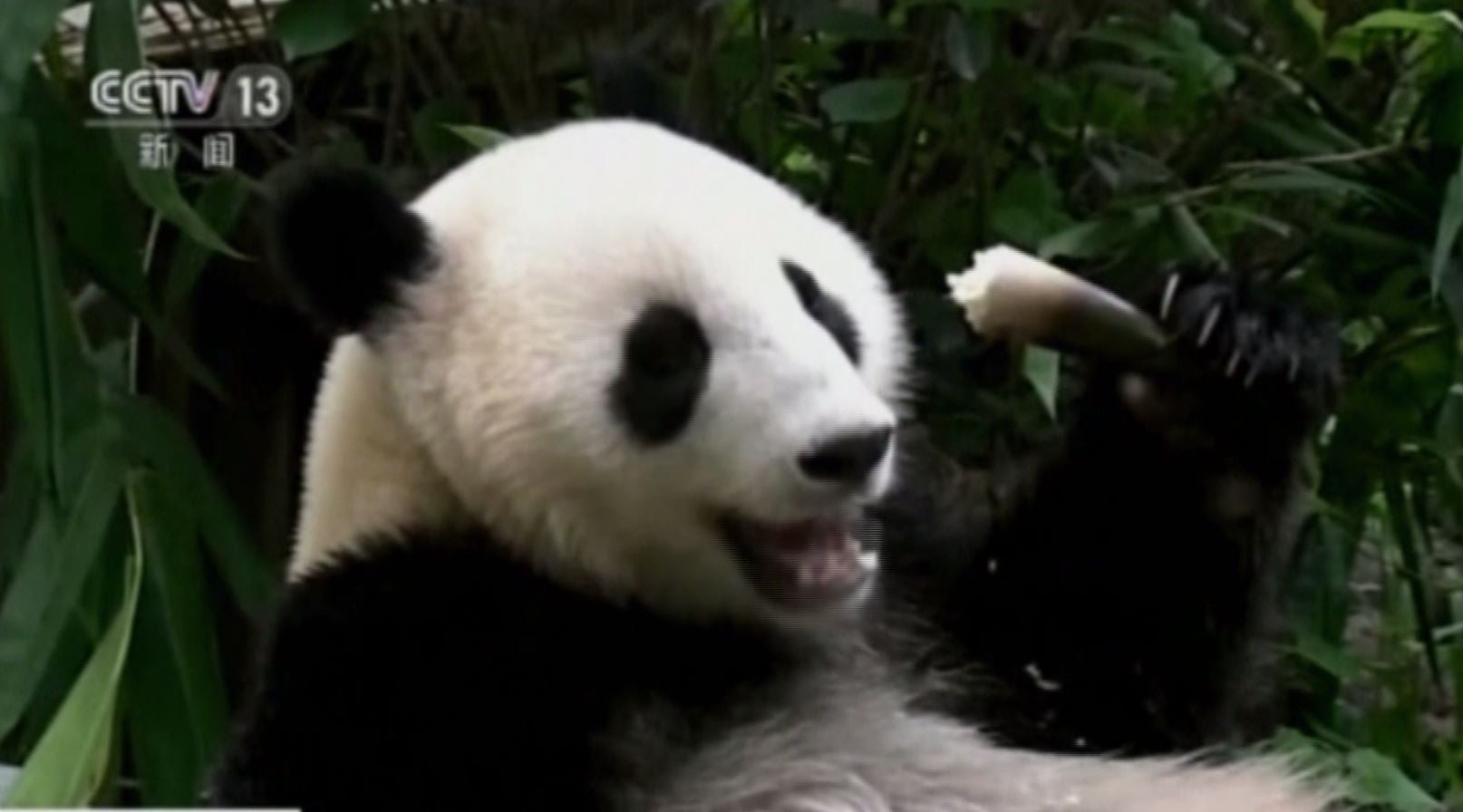 Pandas Chomp on Ice Treats to Beat the Heat | Inside Edition