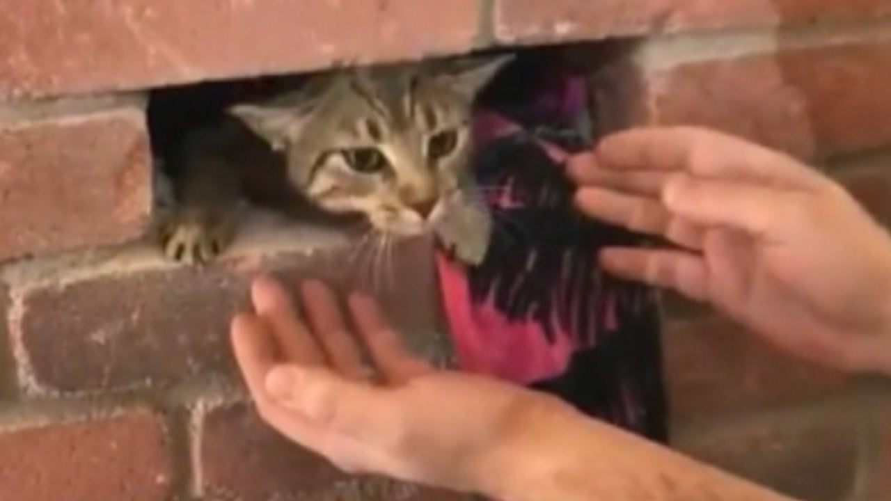 Cat Rescued After Getting Stuck Inside Fireplace | Inside Edition