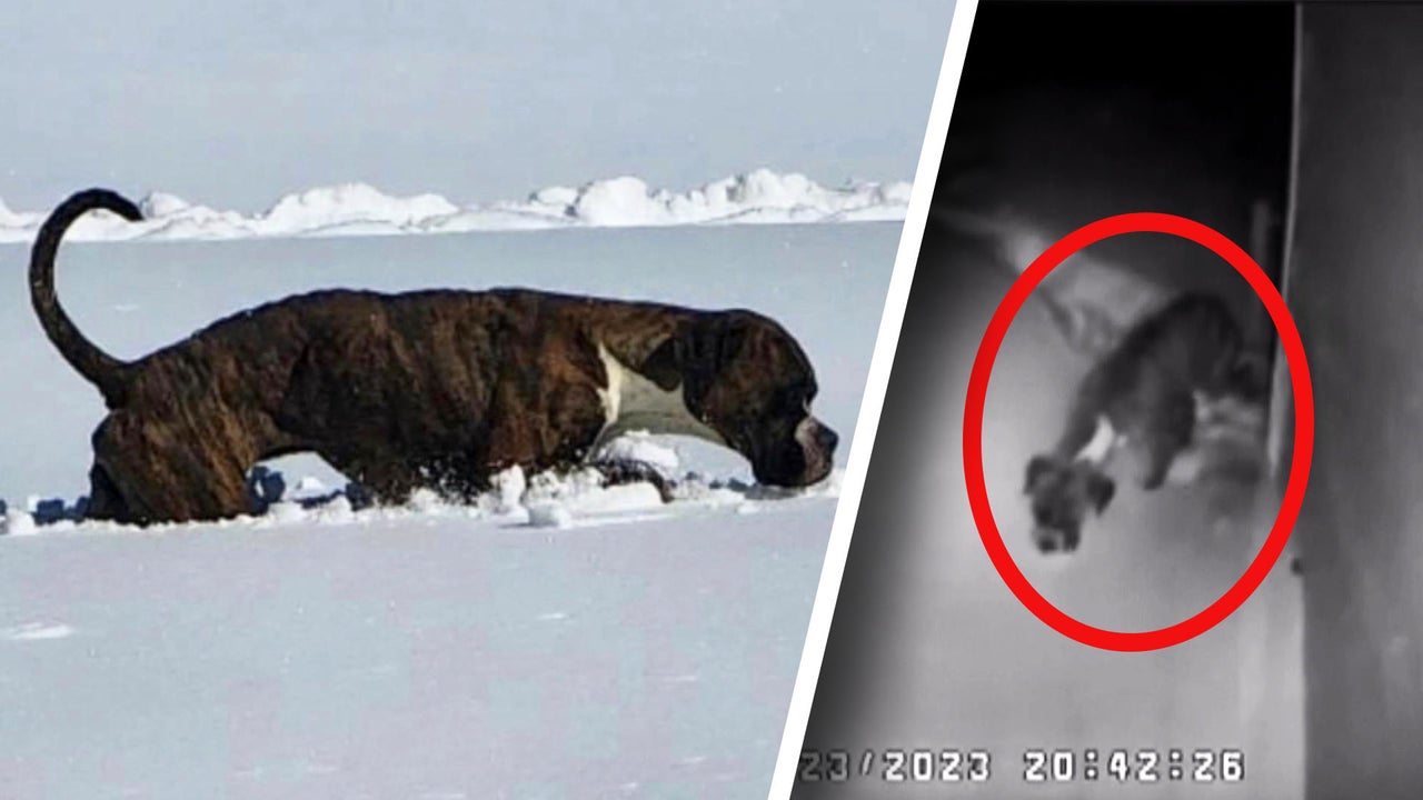 Dog Reunites With Owner After Surviving 19 Days Lost in Snowstorm ...