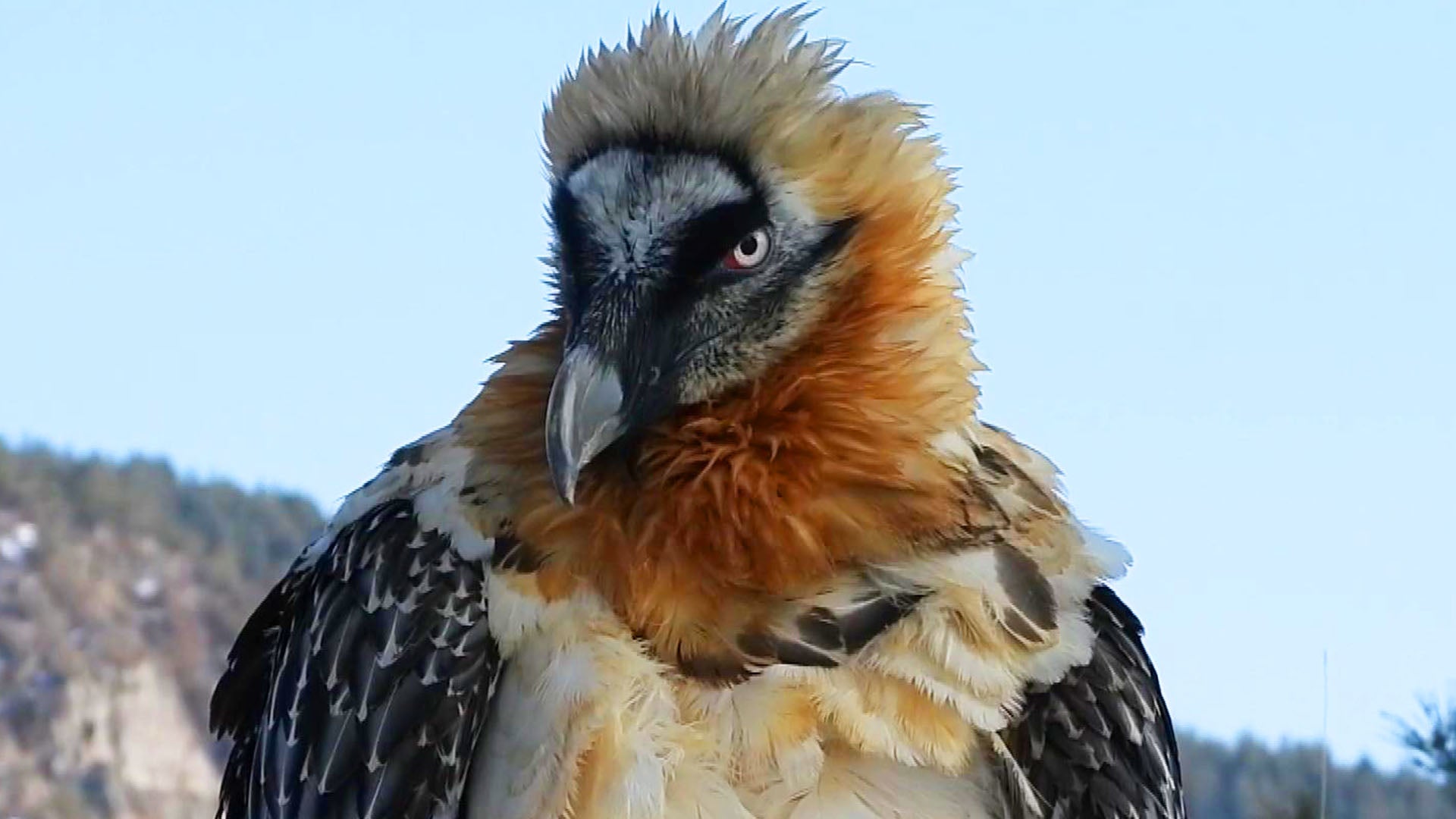 Bearded Vulture Pet