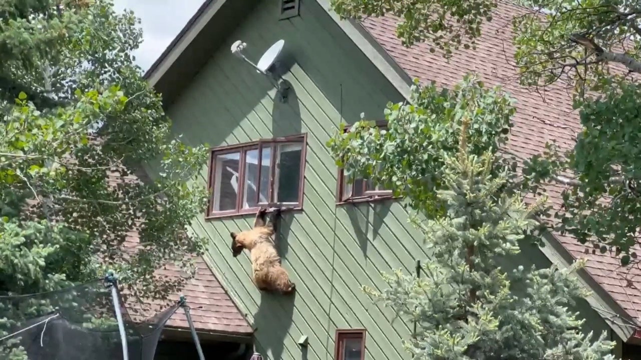 Watch Bear Break Into Colorado Home by Climbing in Window on 2nd Floor ...