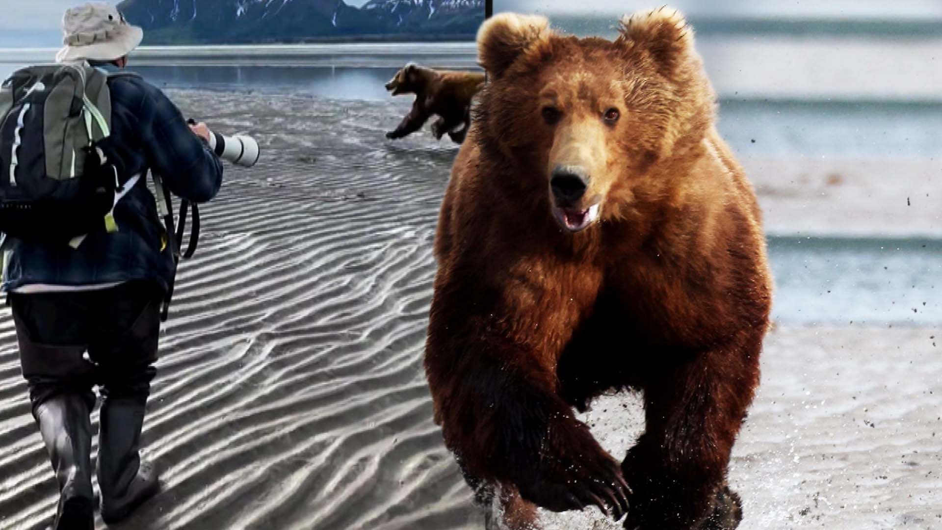 Grizzly Bear Feargach