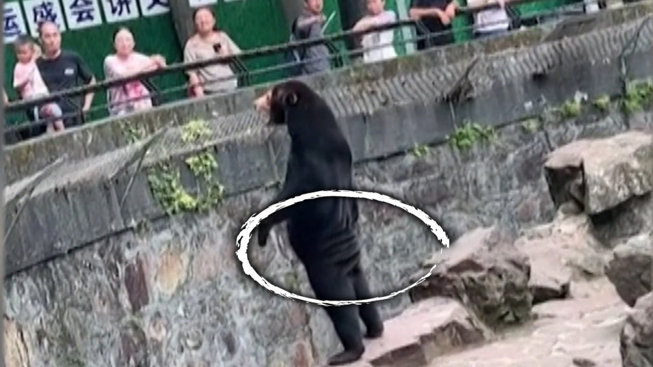 Social Media Is Obsessed With Sun Bears. We Found 1 Living in the US ...