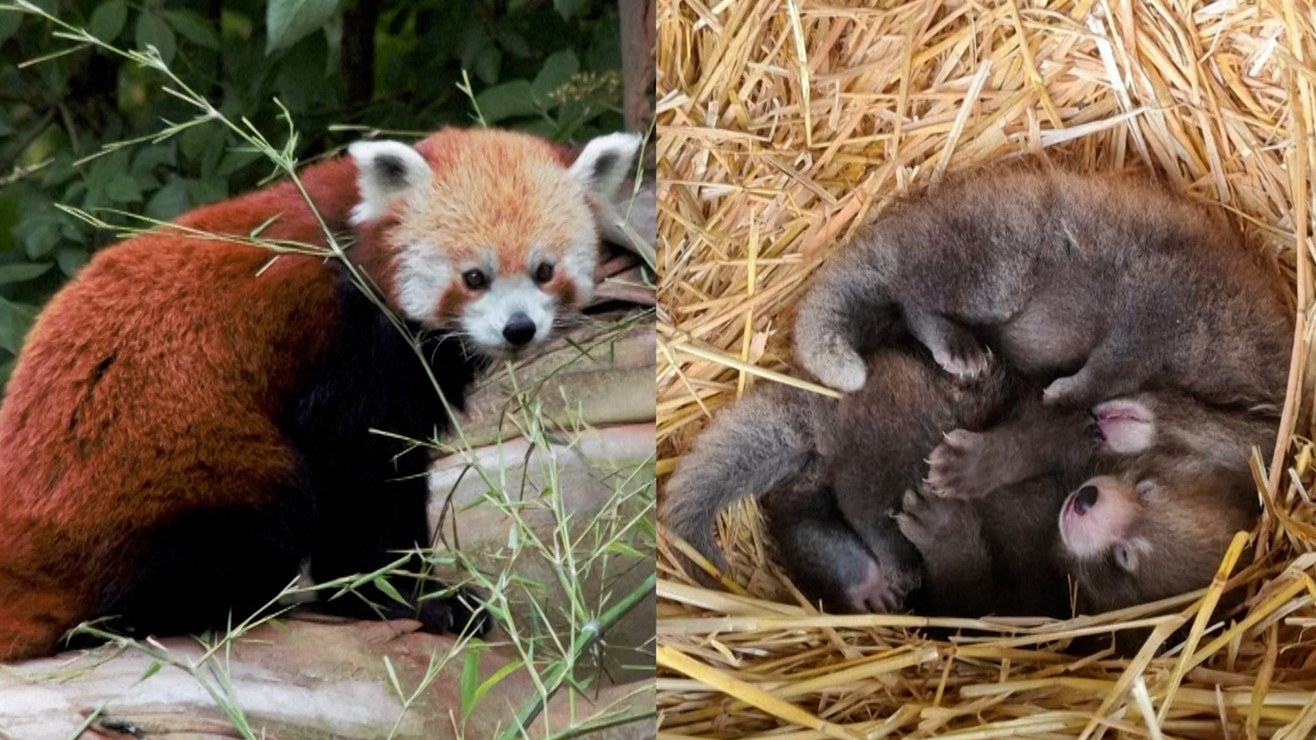 Red Panda Bear Cubs