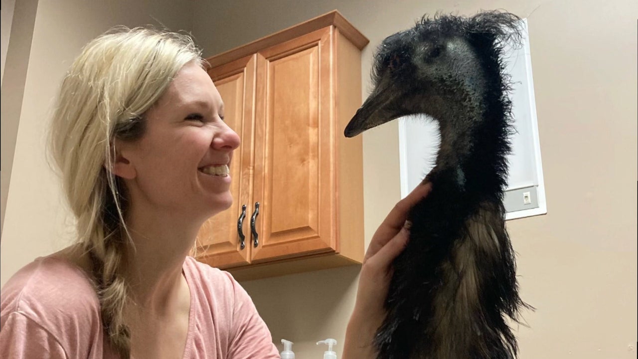 Escaped Pet Emu Strangled to Death by Arizona Sheriff's Deputies ...