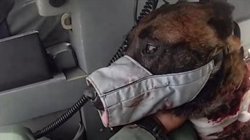 Police K-9 Enzo of the Las Vegas Metropolitan Police Department was ...