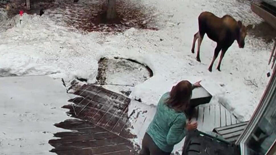 Animals - Articles, Videos, Photos and More | Inside Edition