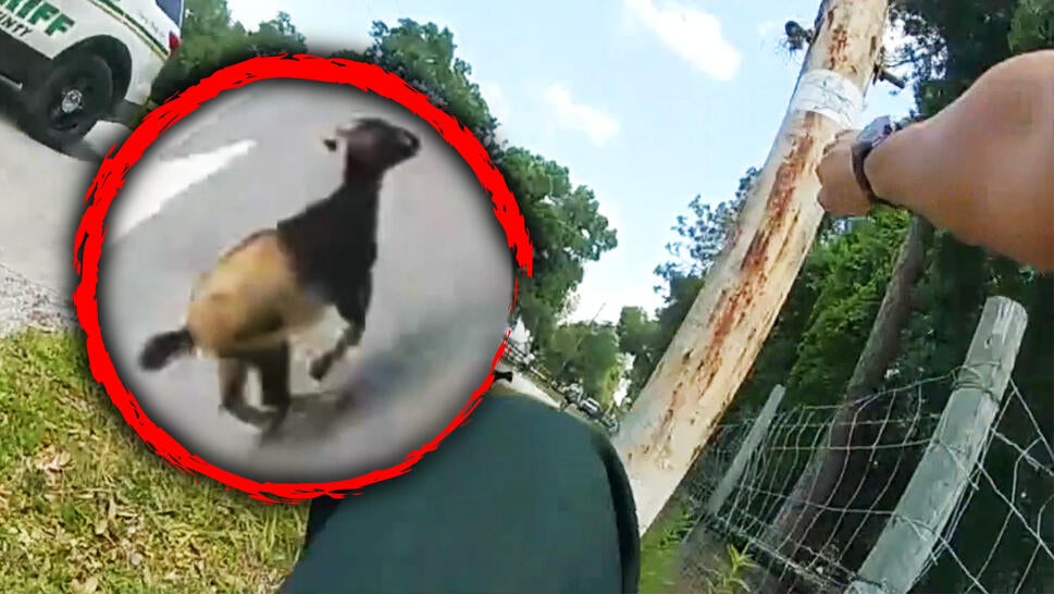 Animals - Articles, Videos, Photos and More | Inside Edition