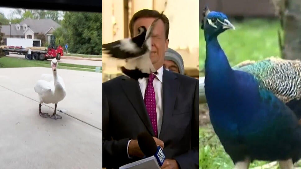 Offbeat - Articles, Videos, Photos and More | Inside Edition