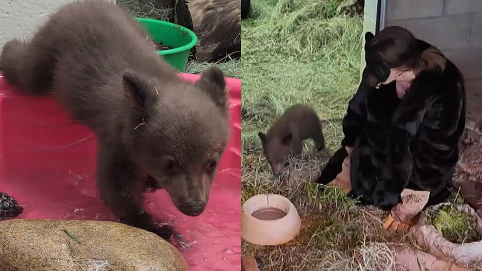 Animals - Articles, Videos, Photos and More | Inside Edition