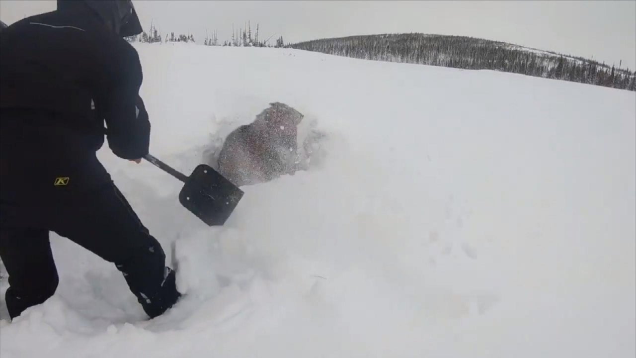 Moose Stuck in Deep Snow Gets a Little Human Help | Inside Edition
