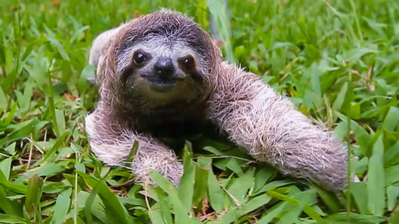 Why Are Sloths So Popular These Days? | Inside Edition