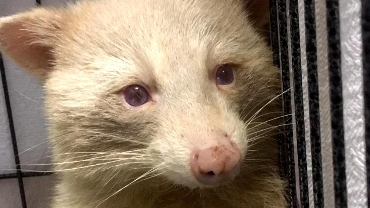 Rare Albino Raccoon May Be Shy but the Camera Loves Him | Inside Edition