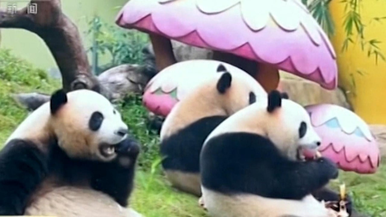 World's Only Panda Triplets Celebrate Lunar New Year | Inside Edition