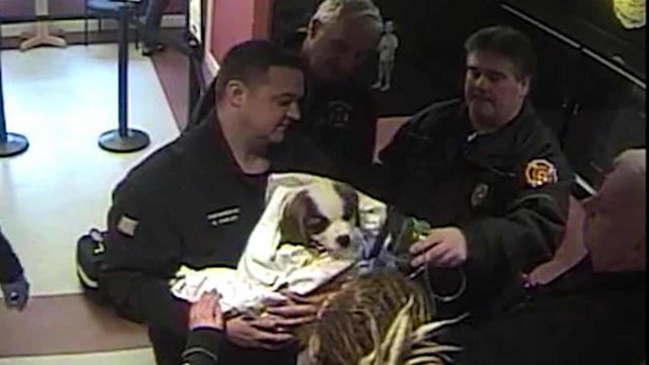 Choking Puppy Saved After First Responders Use Heimlich Maneuver ...