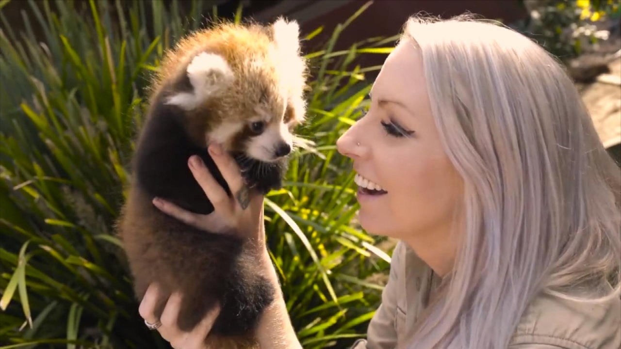 Adorable Twin Baby Red Pandas Cuddle With Zookeepers | Inside Edition