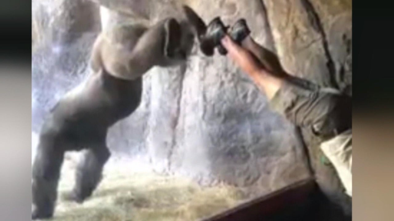 Watch Gorilla Mimic His Caretaker's Handstands | Inside Edition