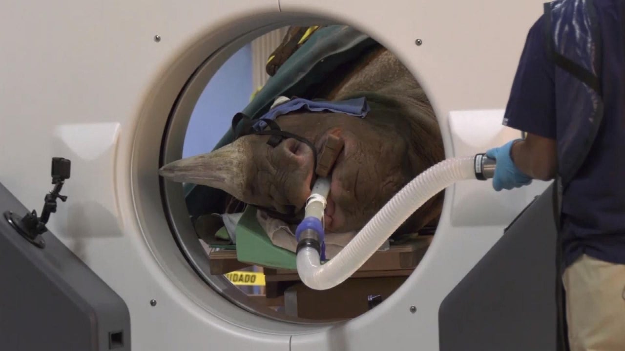 Rhino Undergoes CT Scan in First for Species | Inside Edition