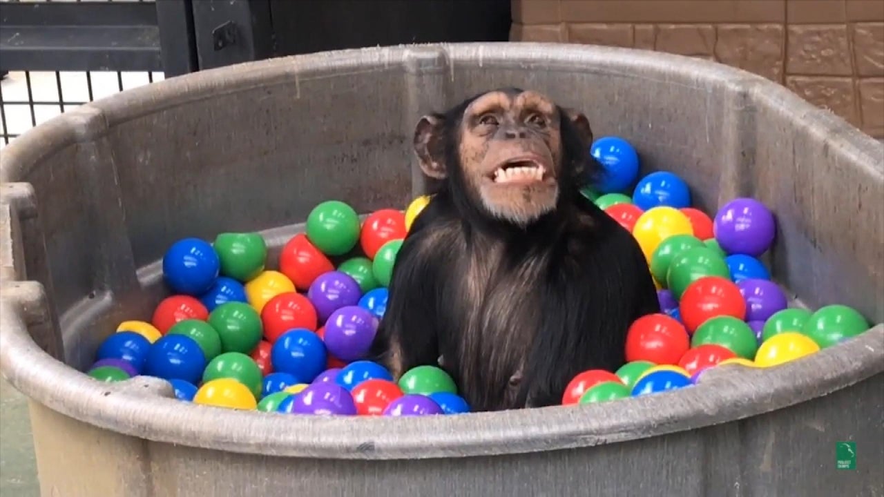 Former Research Chimps Have Time of Their Lives in Ball Pit | Inside ...