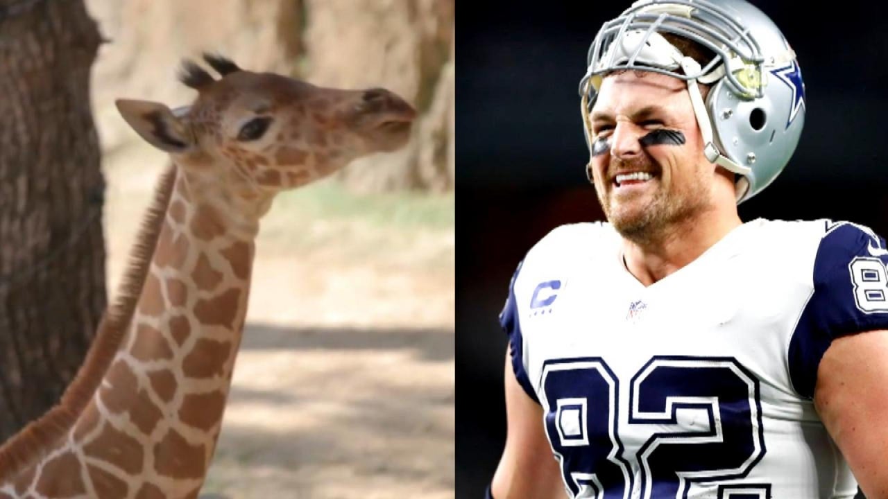 Texas Zoo Names Baby Giraffe After Legendary Dallas Cowboy | Inside Edition
