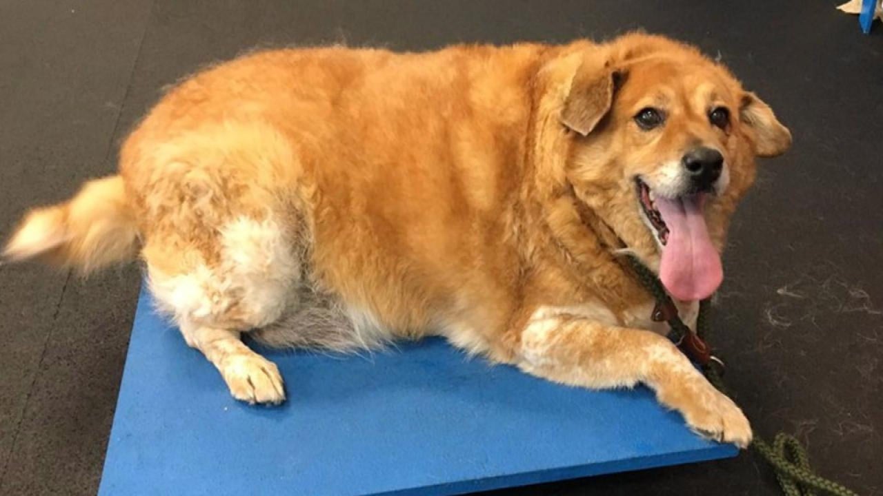 Chunky Dog Loses Almost Half Her Weight With Strict Diet And Exercise ...