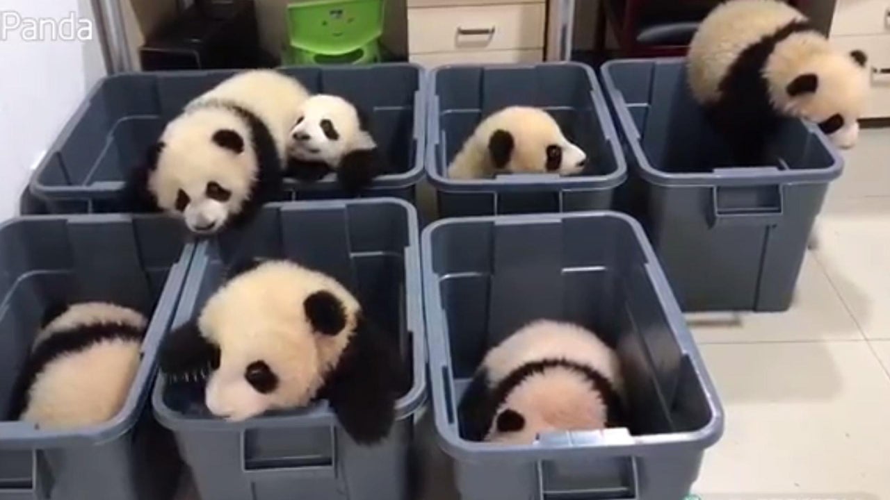 Adorable Panda Cubs Try to Climb Out of Plastic Tubs | Inside Edition