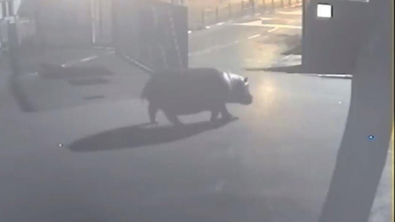 Escaped Hippo Returns to Zoo After Realizing How Hard The Outside World ...