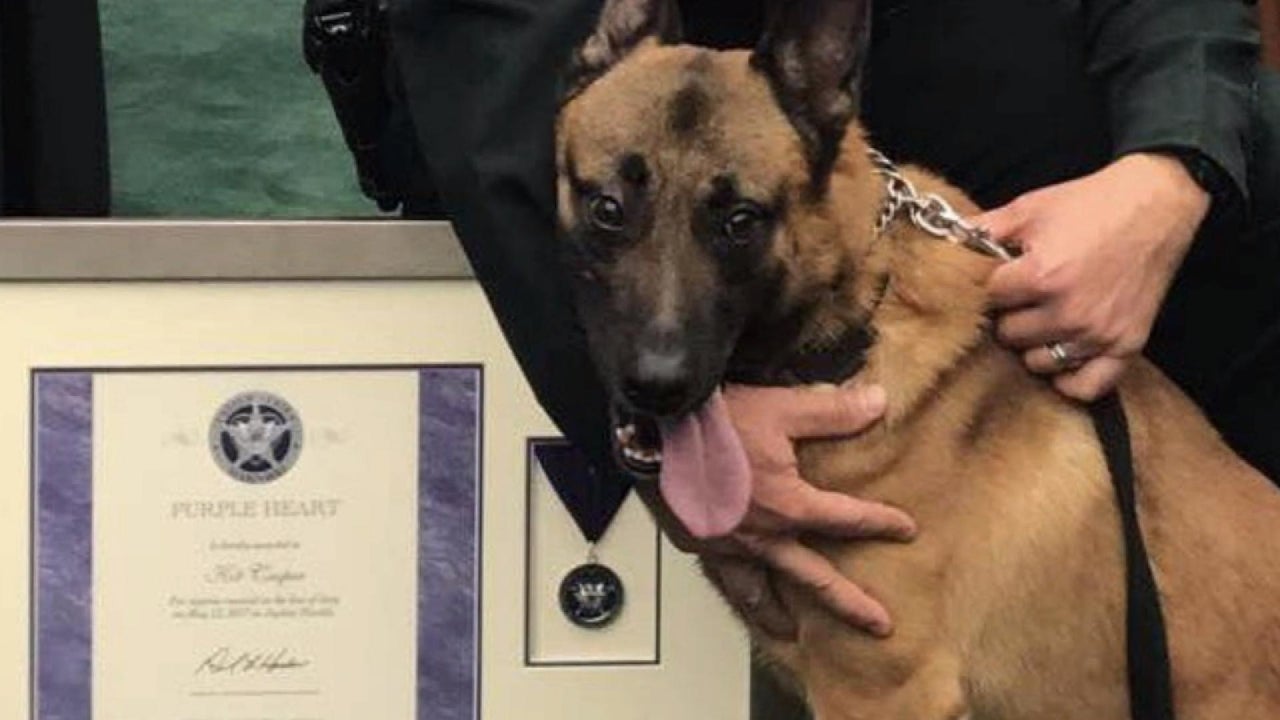 K9 That Took Bullet For Partner During Shootout Earns Purple Heart ...