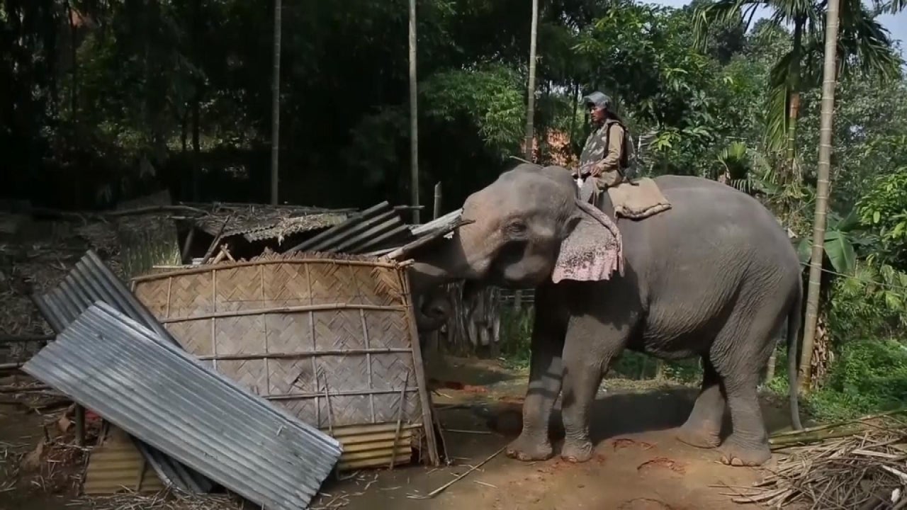 Elephants Act as Bulldozers to Squash Hundreds of Illegal Structures ...