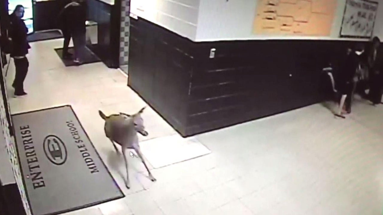 Intruding Deer Slips and Slides Past Students in School Hallway ...
