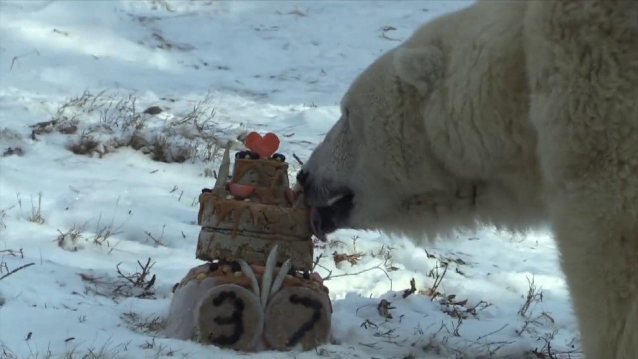 Oldest Polar Bear in America Celebrates 37th Birthday | Inside Edition