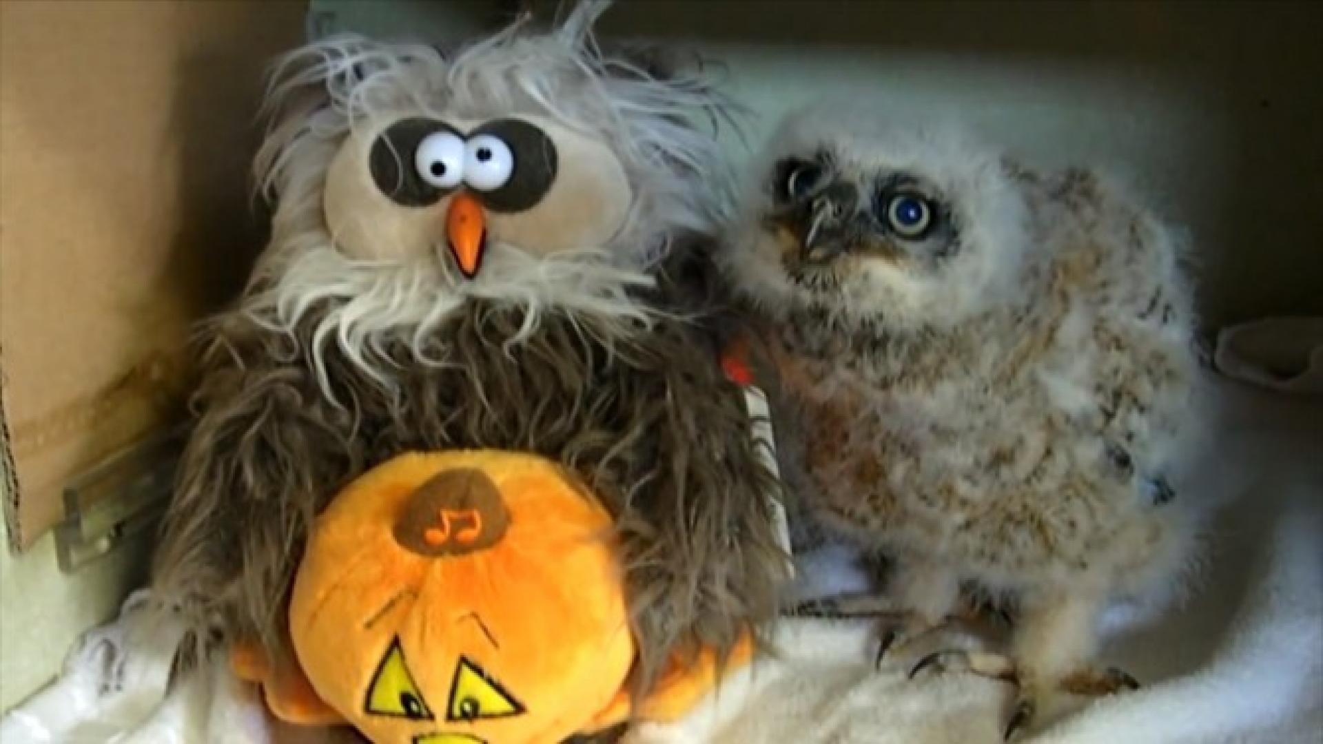 Cute Fluffy Baby Owls