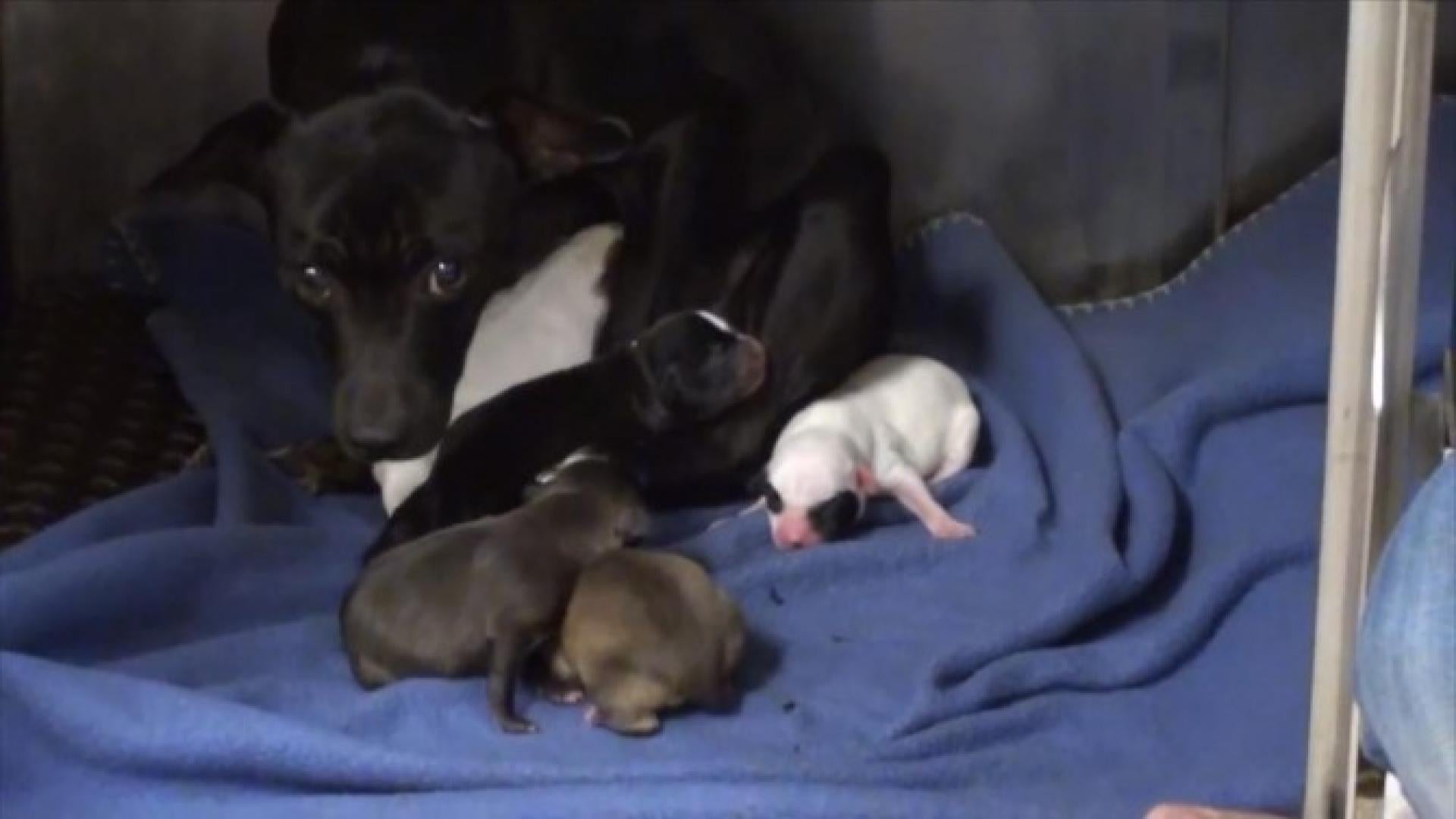 How To Help A Pregnant Dog Give Birth