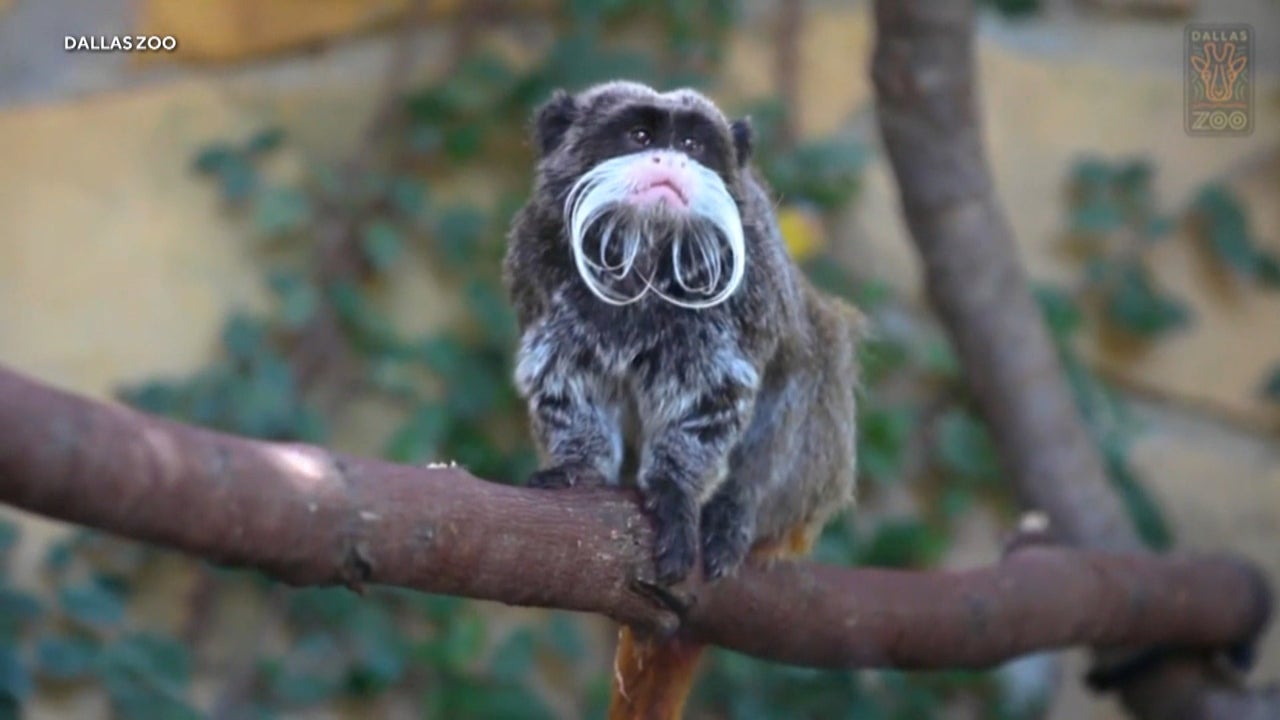 Dallas Zoo Raising Security as Missing Tamarin Monkeys Are Found ...