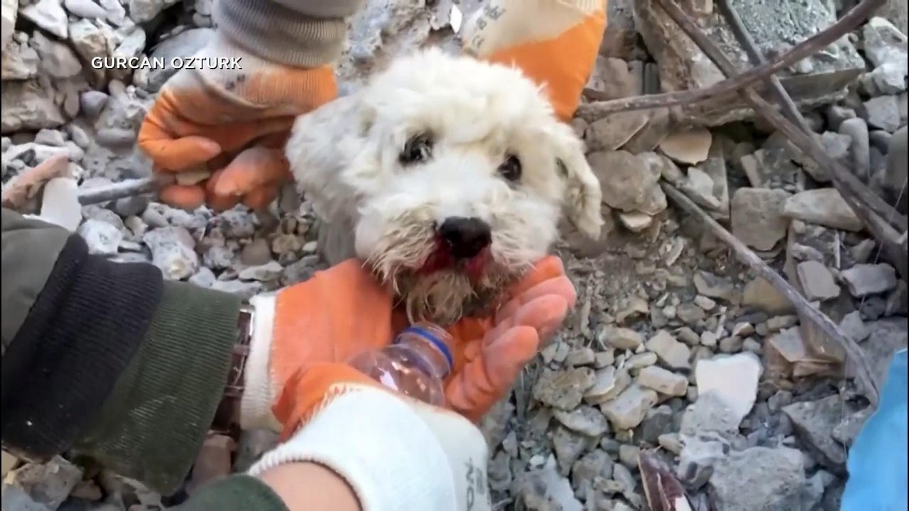 Small Dog Named Pamuk Dug Out of Crumbling Building in Turkey by Hand ...